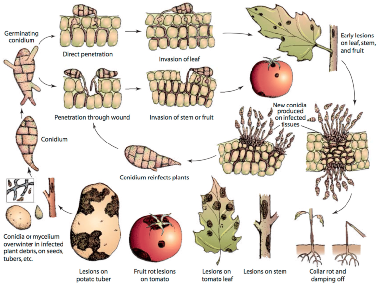 Pathogen Profile: Alternaria solani | Healthy Hydroponics